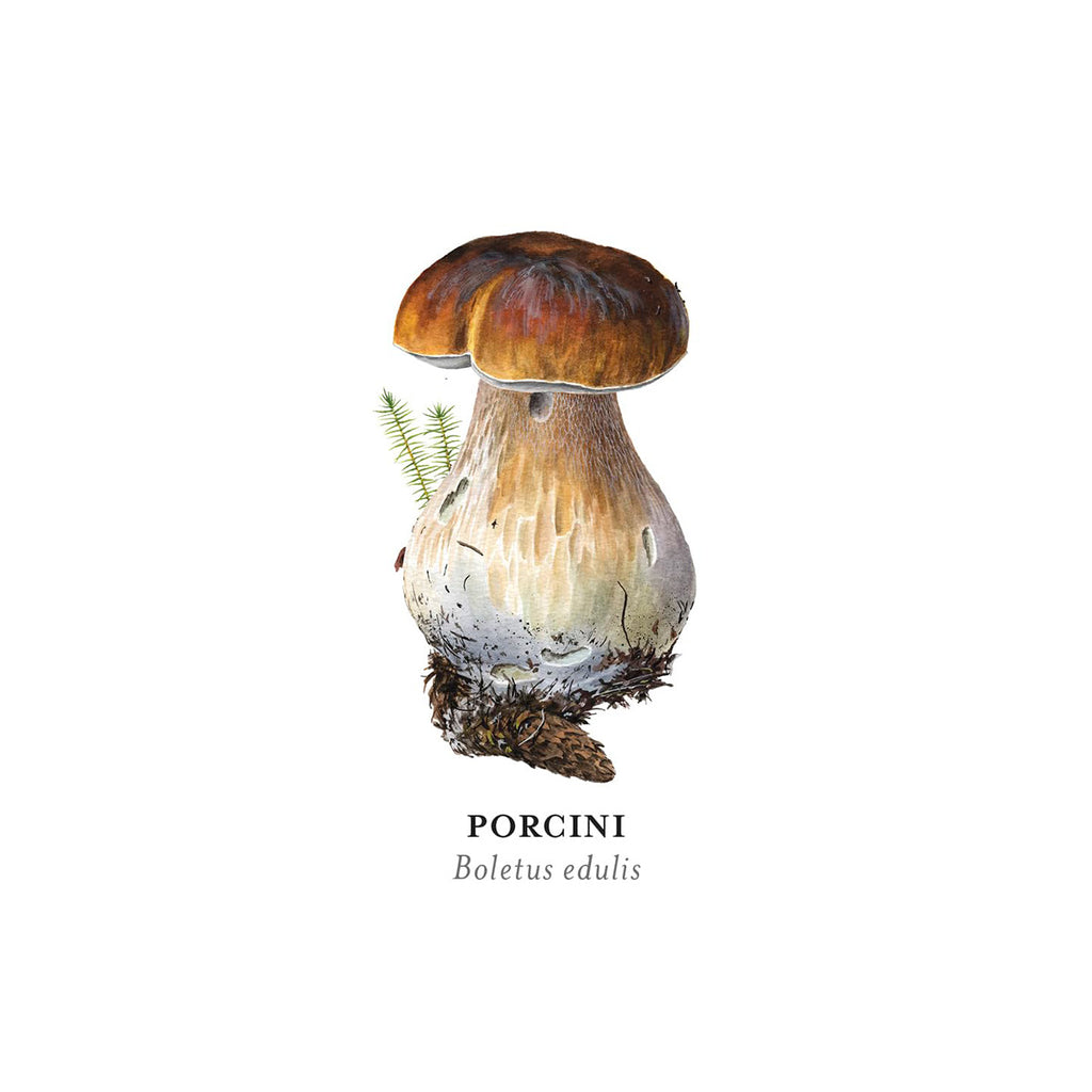 Mushrooms Memory Game – Silver Lotus Winnipeg